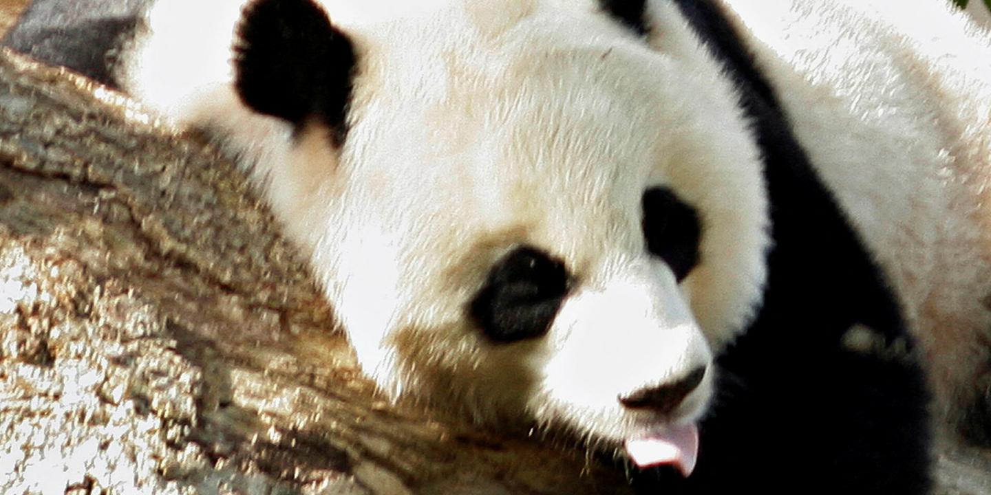 La Chine reprend les pandas géants qu’elle avait prêtés aux zoos américains