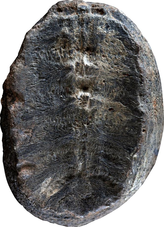 Ce fossile de plante colombienne était en réalité celui d’une tortue