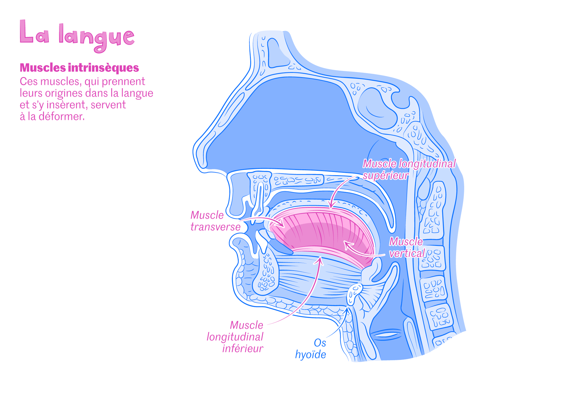 L’odyssée de la langue, cet organe singulier