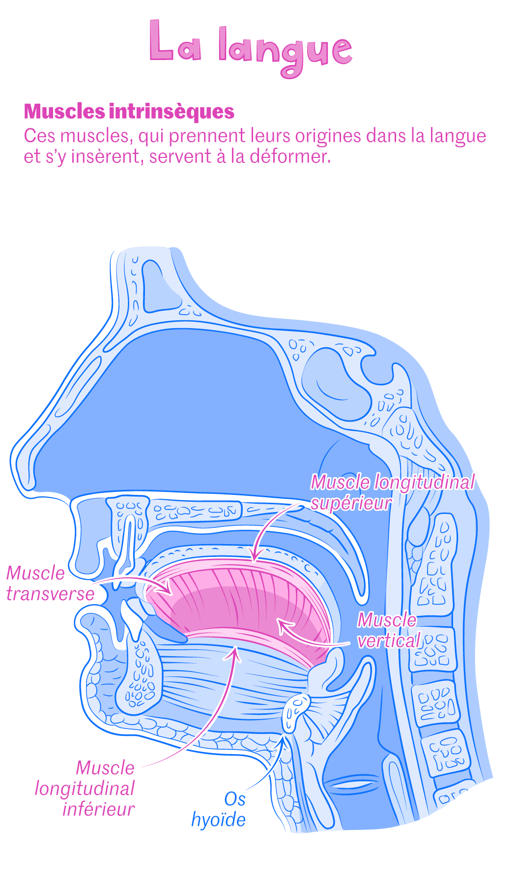L’odyssée de la langue, cet organe singulier