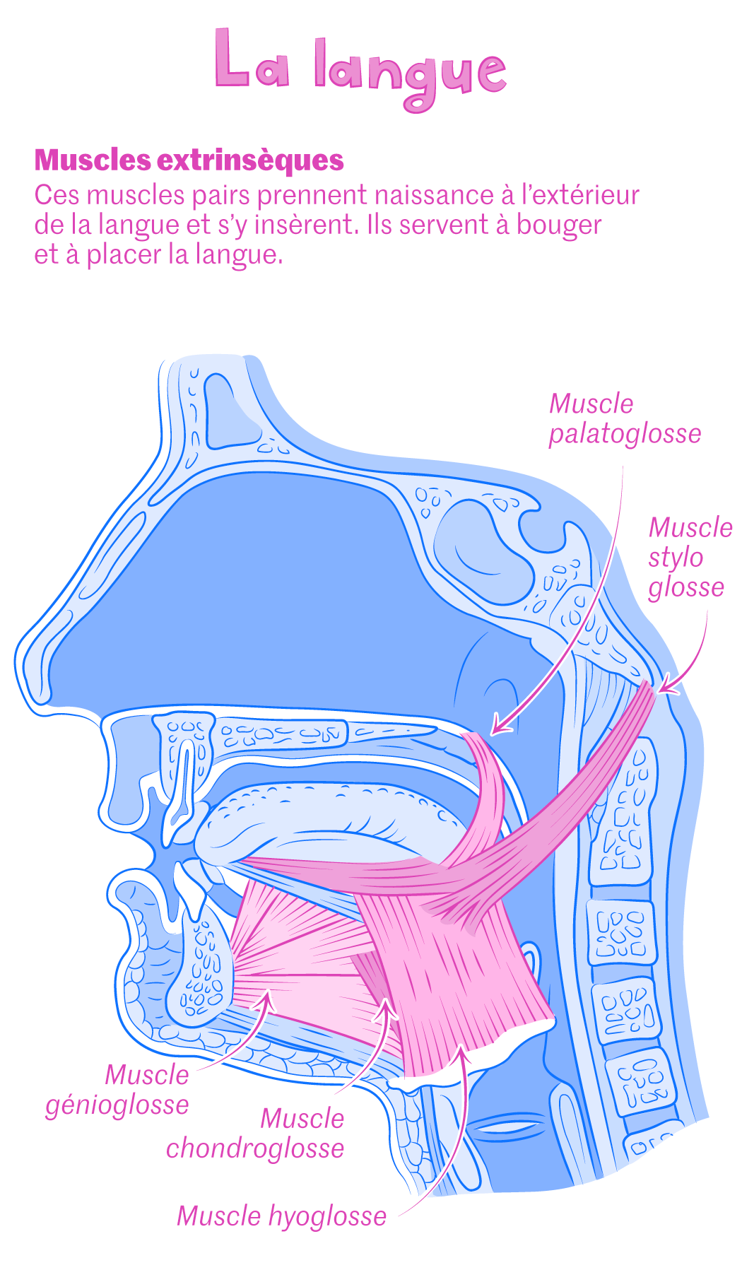 L’odyssée de la langue, cet organe singulier