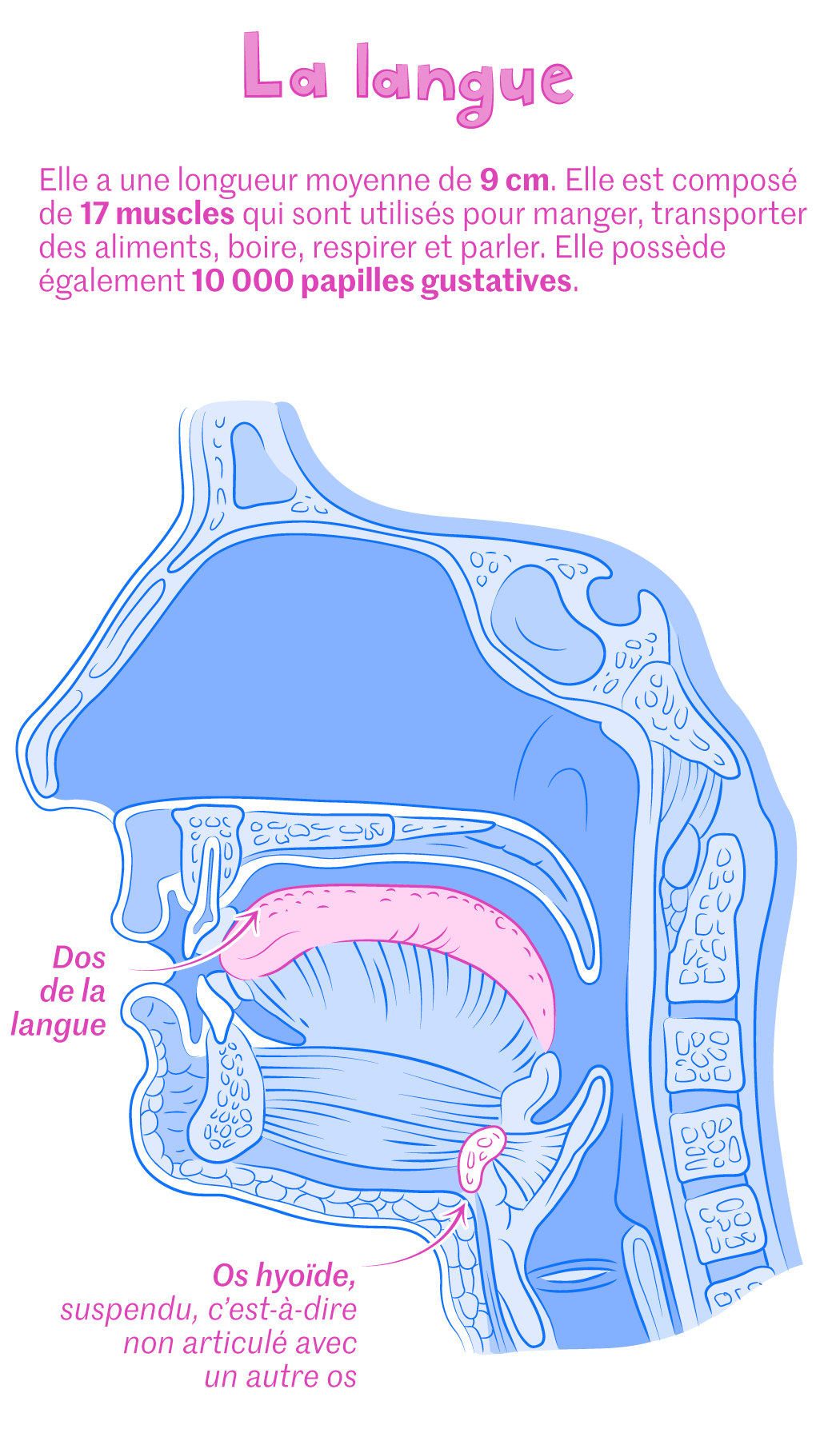 L’odyssée de la langue, cet organe singulier
