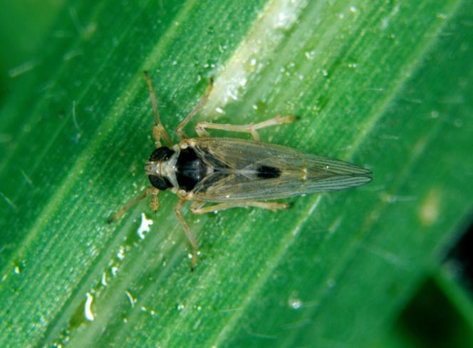 Un virus du riz fait pousser les ailes d’un insecte