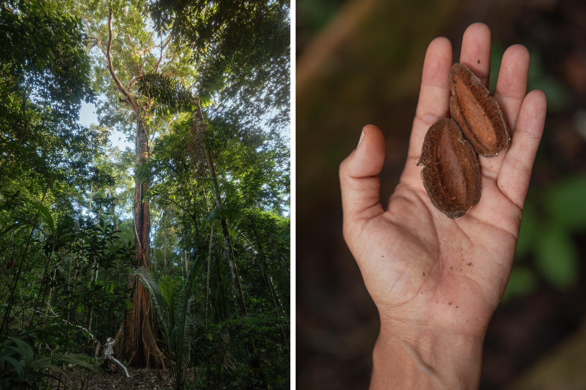 Au Pérou, le shihuahuaco, l’arbre géant d’Amazonie, sous pression ...