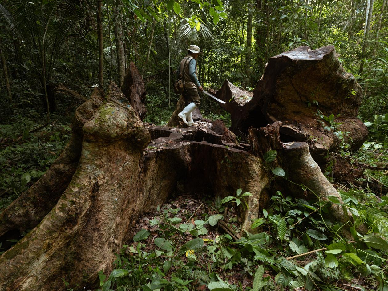 Au Pérou, le shihuahuaco, l’arbre géant d’Amazonie, sous pression ...