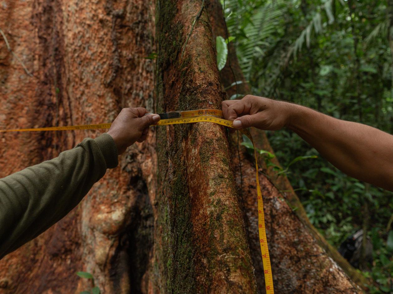 Au Pérou, le shihuahuaco, l’arbre géant d’Amazonie, sous pression ...