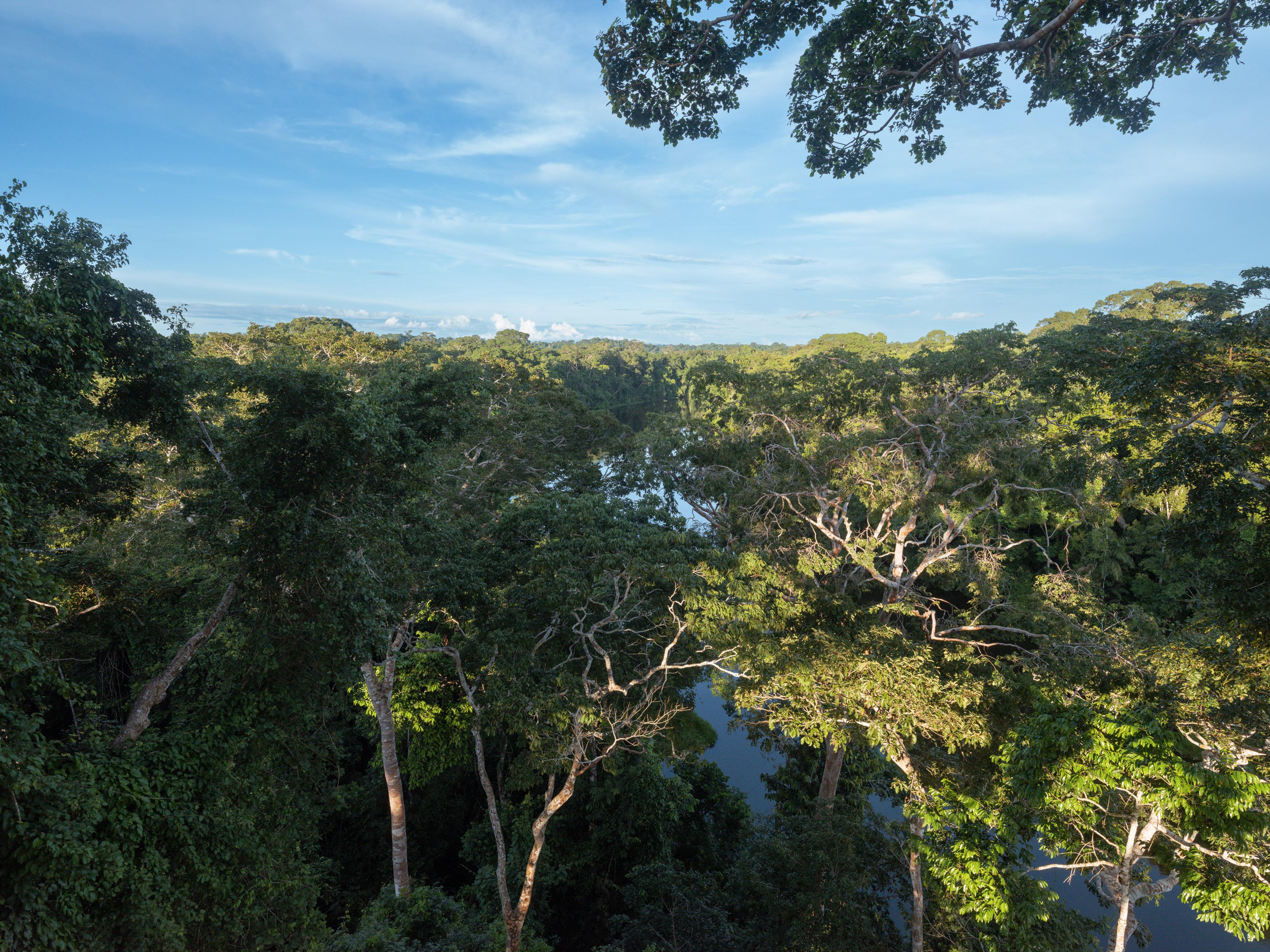 Au Pérou, le shihuahuaco, l’arbre géant d’Amazonie, sous pression ...
