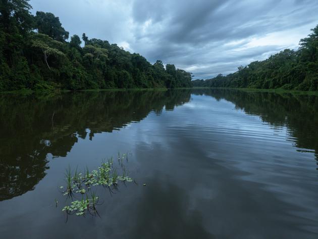 Au Pérou, le shihuahuaco, l’arbre géant d’Amazonie, sous pression ...