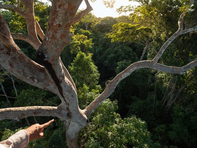 Au Pérou, le shihuahuaco, l’arbre géant d’Amazonie, sous pression ...