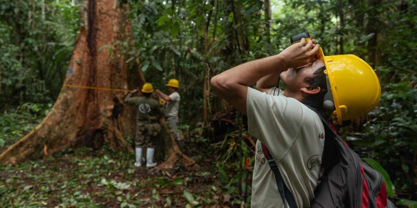 Au Pérou, le shihuahuaco, l’arbre géant d’Amazonie, sous pression ...