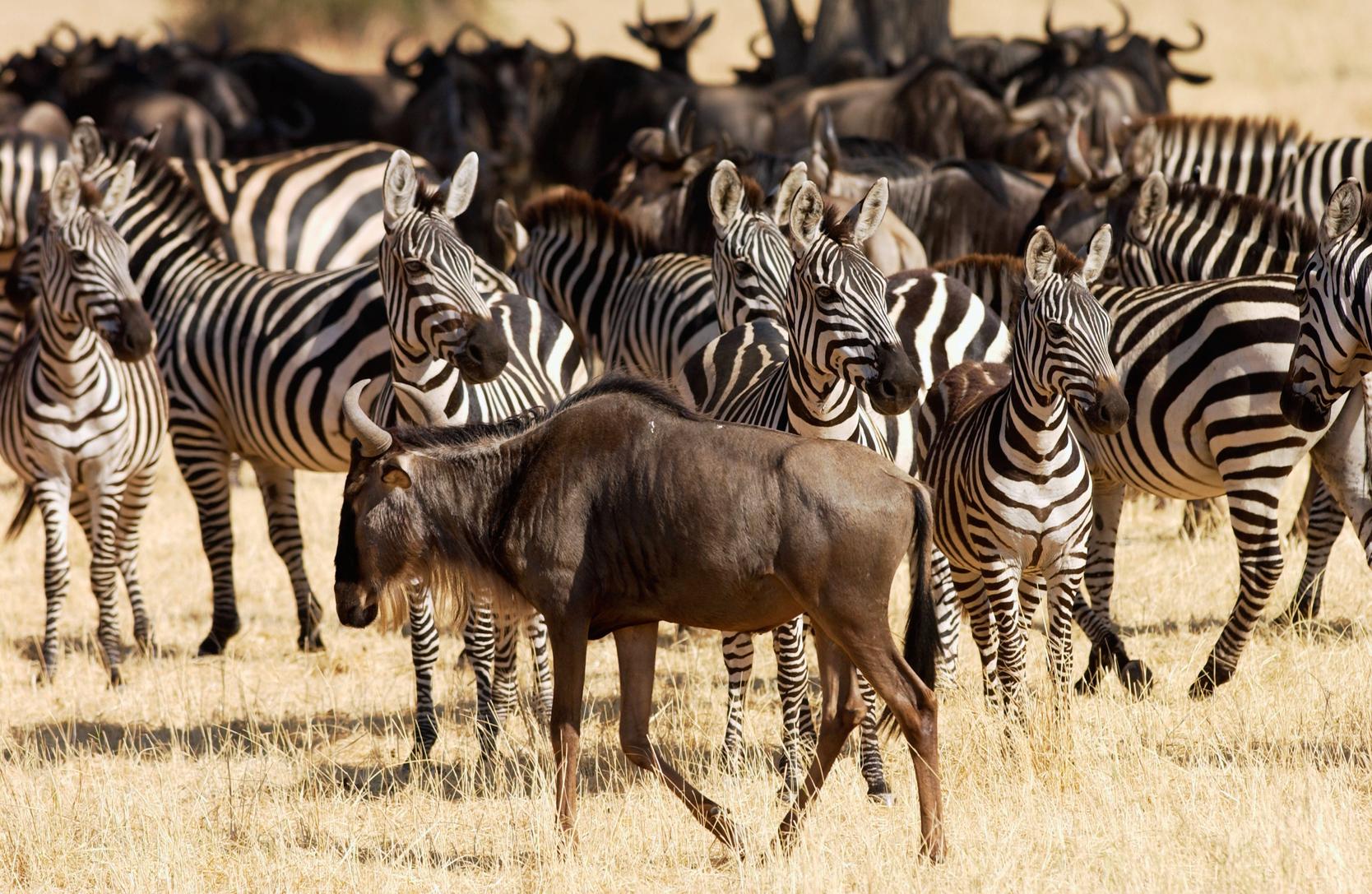 In the savannah, why do zebras migrate first, followed by wildebeests ...