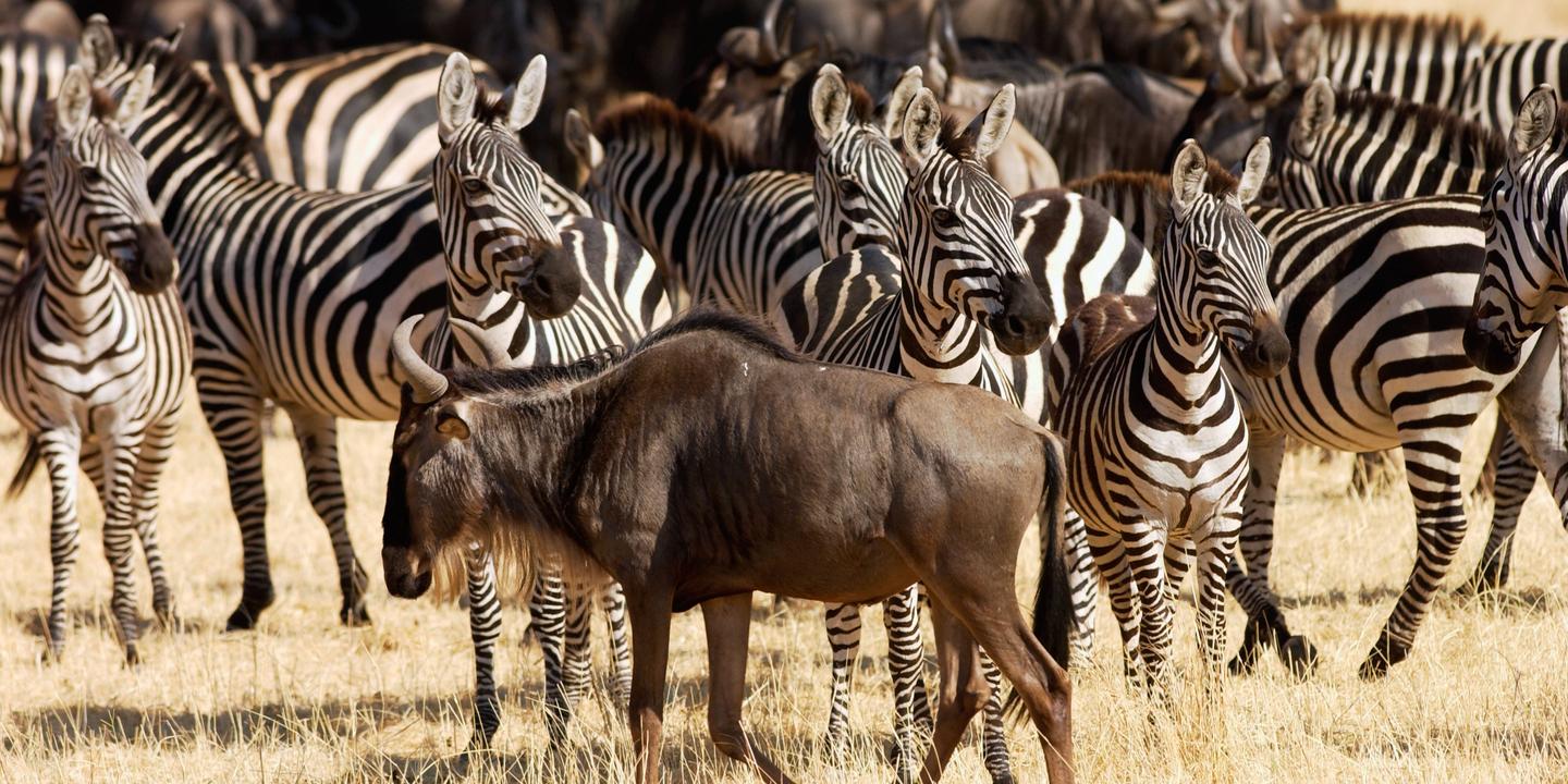 In the savannah, why do zebras migrate first, followed by wildebeests ...