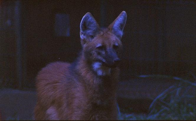 « Il fait nuit en Amérique » : à Brasilia, le vrai règne animal en ...