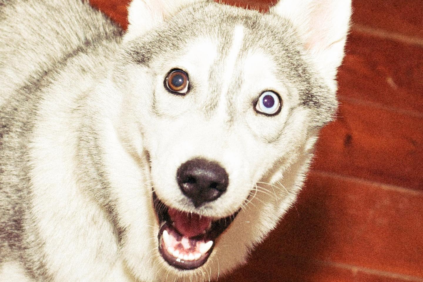 Considering the world through the animal gaze