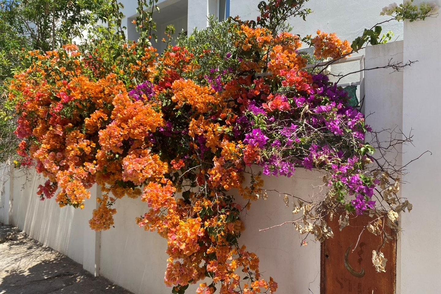 « Quelques fleurs » : Colette Fellous écrit une lettre aux fleurs de sa vie