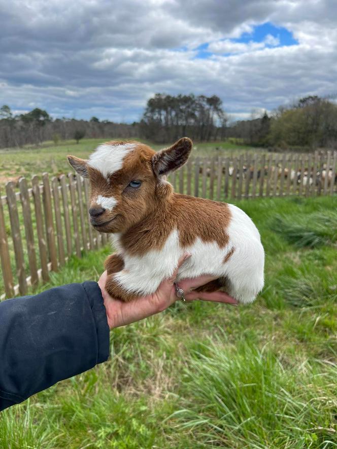 Des animaux de ferme miniatures de plus en plus populaires : « C’est ...