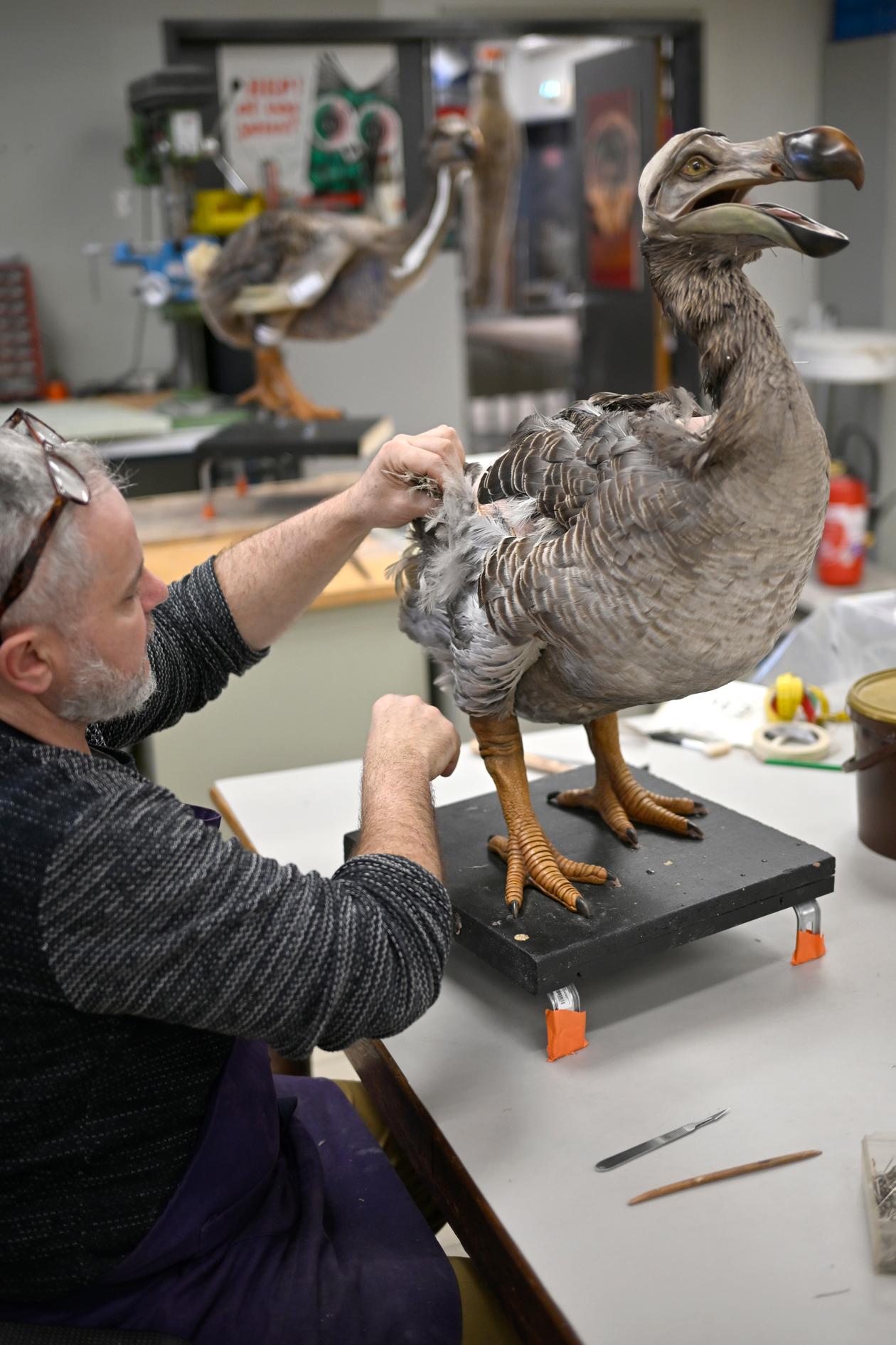 Le dodo de l’île Maurice se réveille au Muséum national d’histoire ...