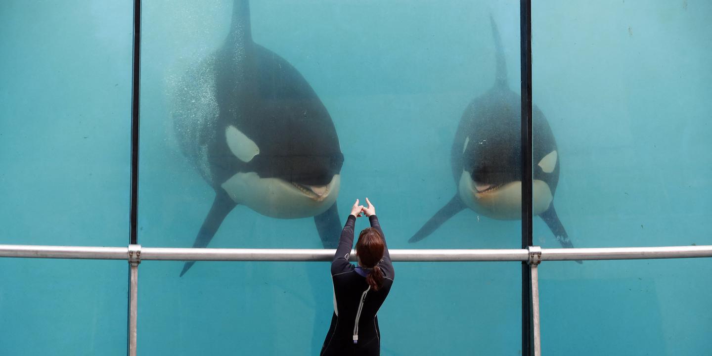 Mort d’une orque au Marineland d’Antibes, la deuxième en seulement cinq ...