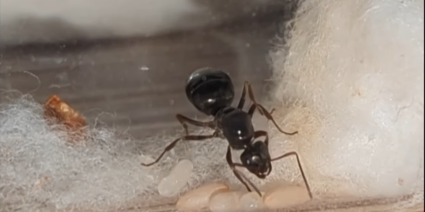 Chez les fourmis, la reine peut devenir ouvrière si les circonstances l ...
