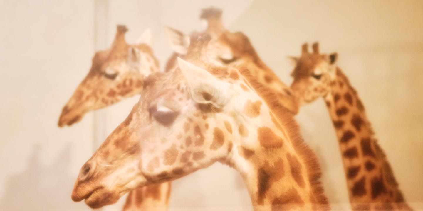 giraffe before natural selection