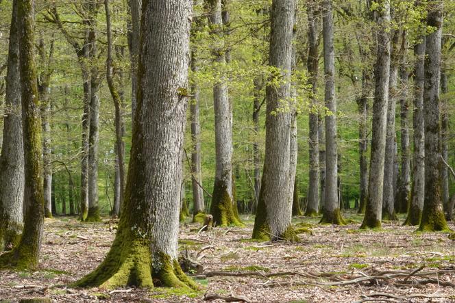 Pour préserver la biodiversité et le futur de la forêt, une start-up ...