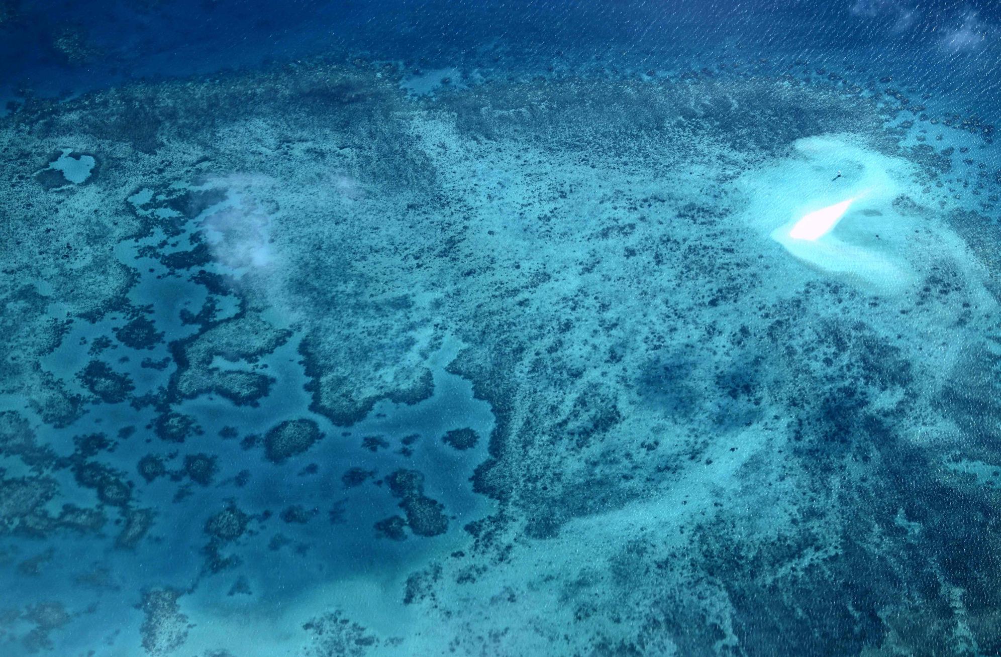 Le réchauffement des océans entraîne un blanchissement massif des ...