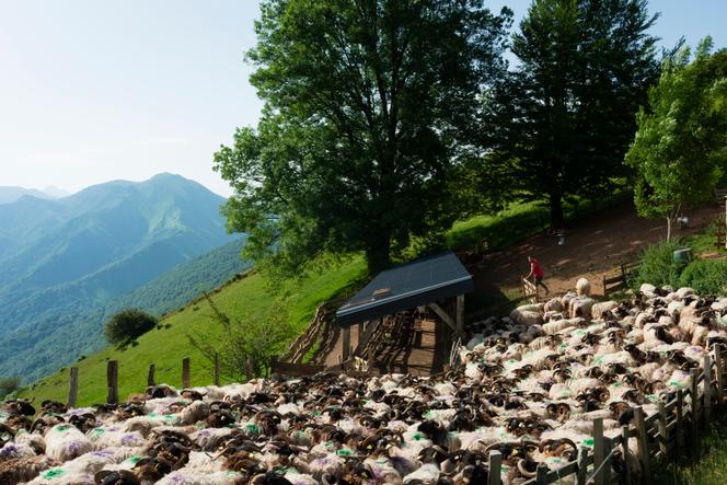 « Pastorales », de Violaine Bérot, Jean-Christophe Cavallin et Florence ...