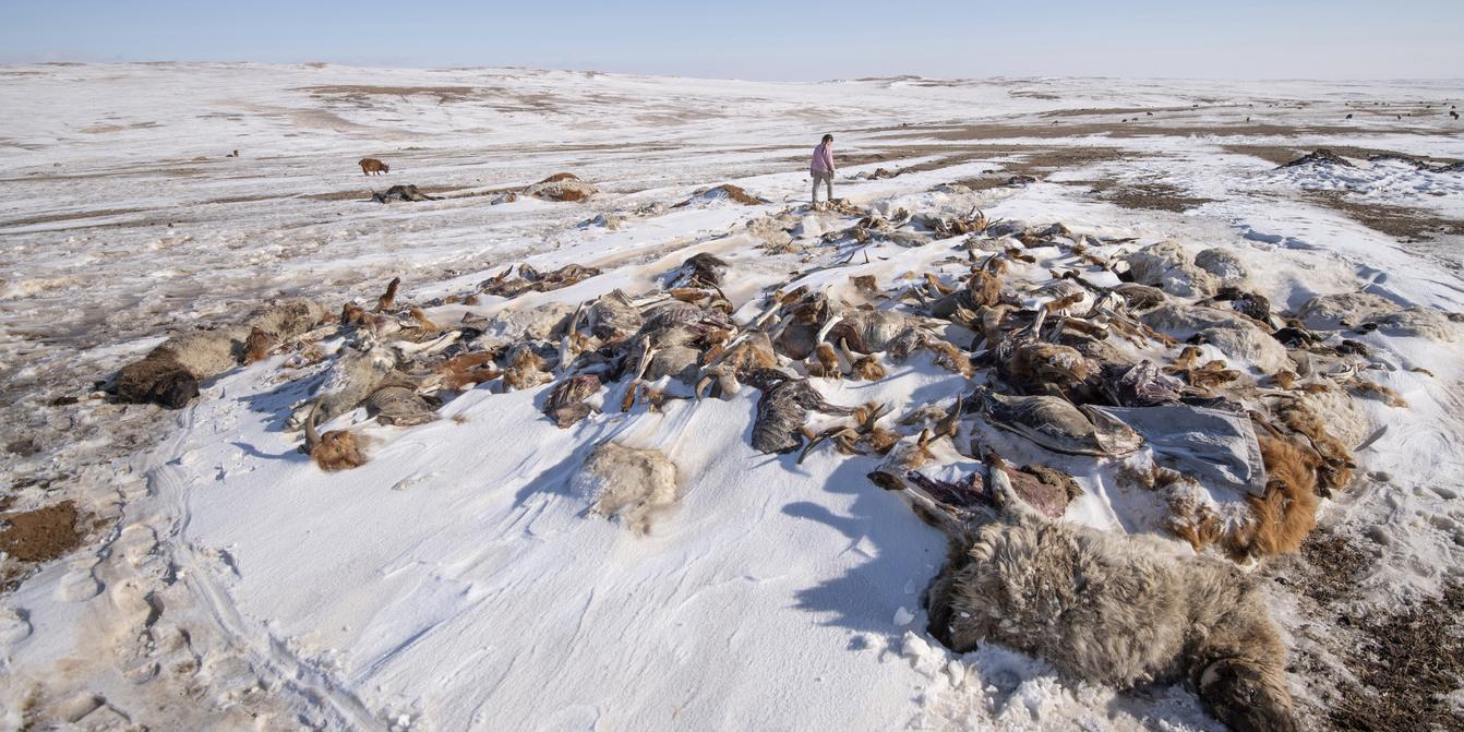 mongolian winters