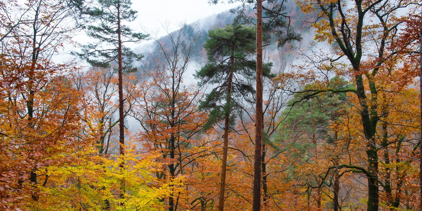 At least one-third of European trees not adapted to global warming