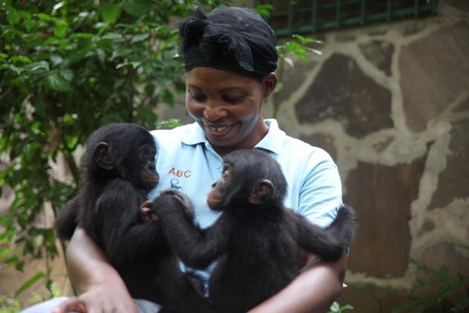 En RDC, au « Paradis des bonobos », menacés d’extinction