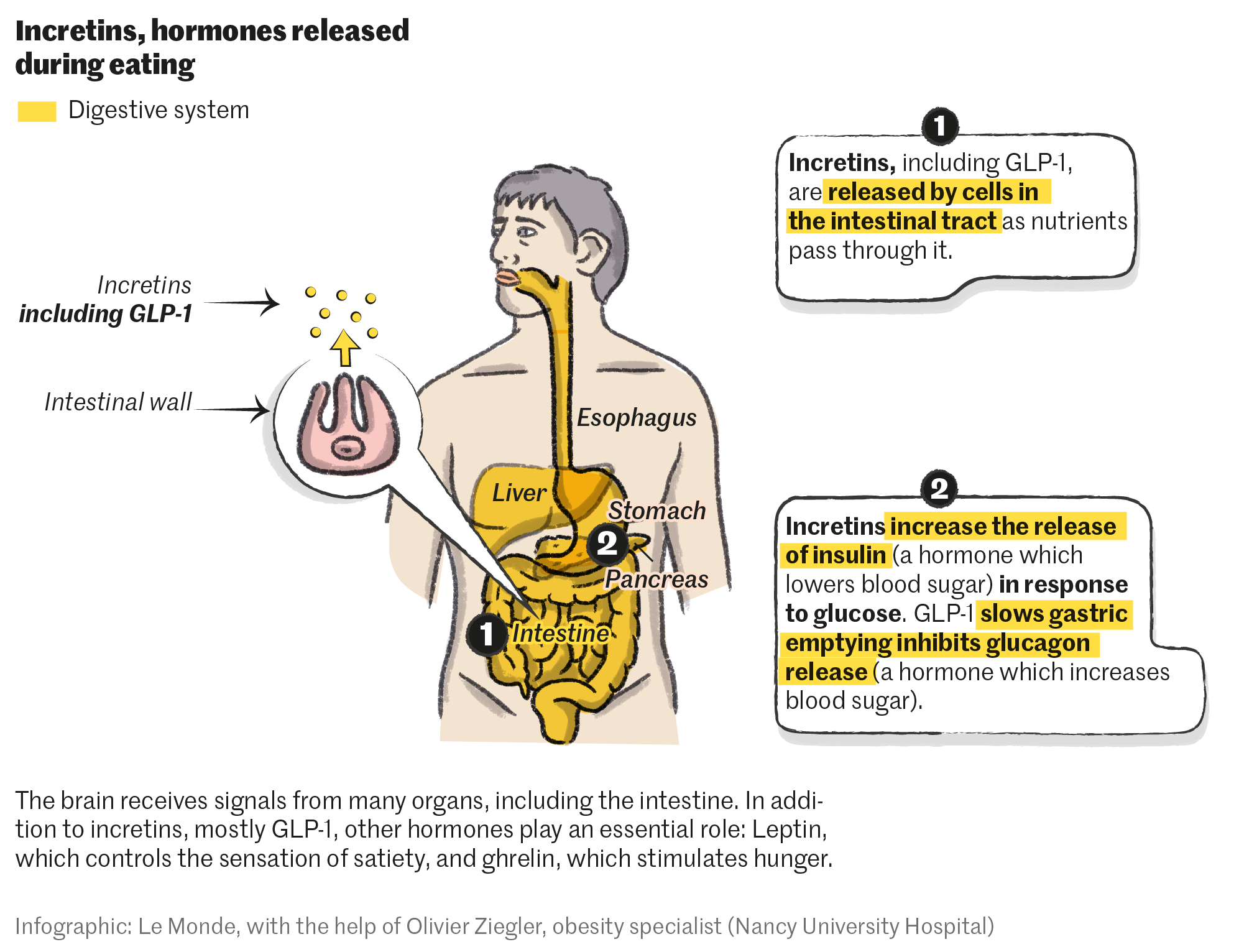 Digestion Hormones