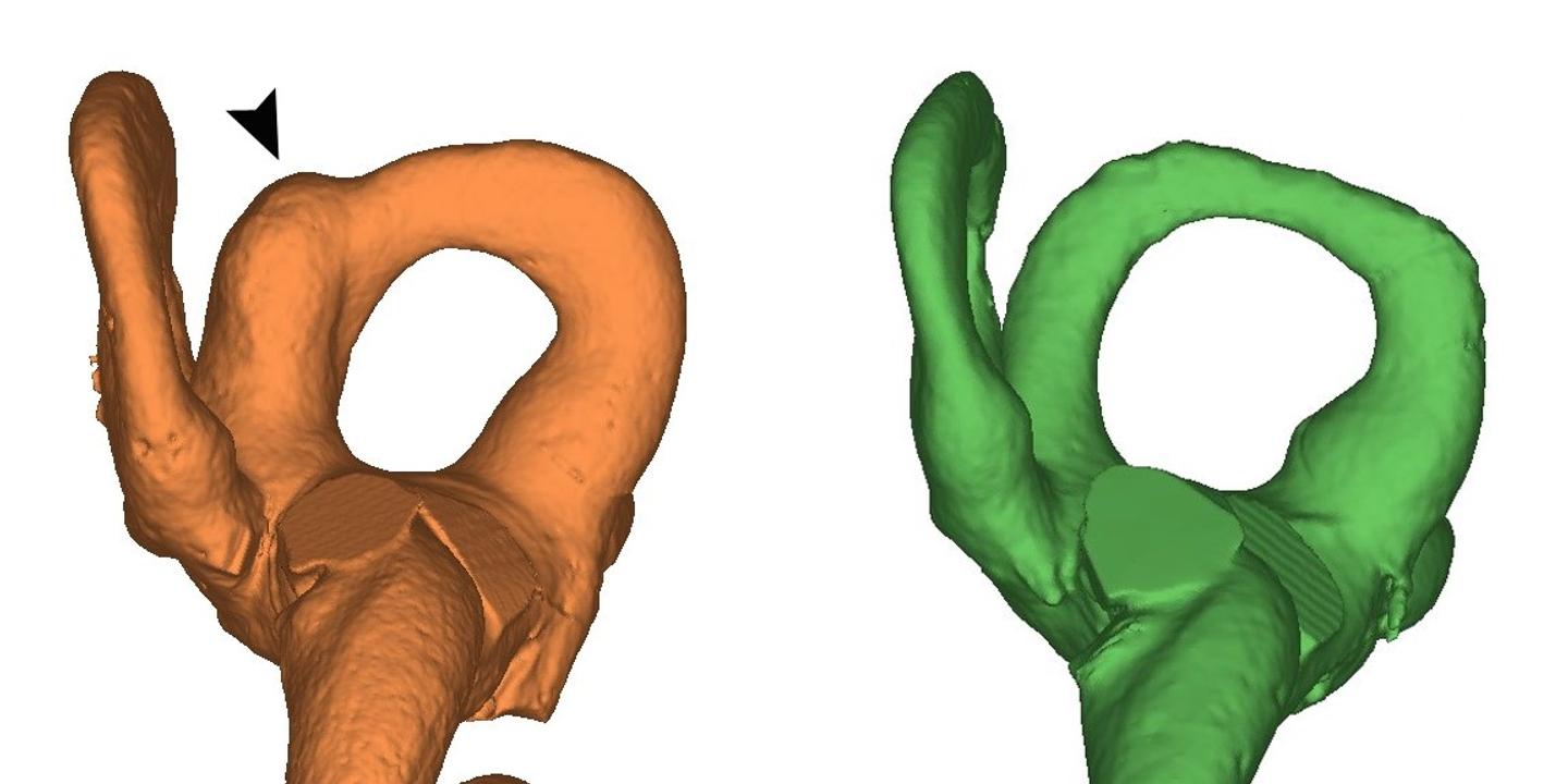 Bone of Neanderthal child provides evidence of social care in ...