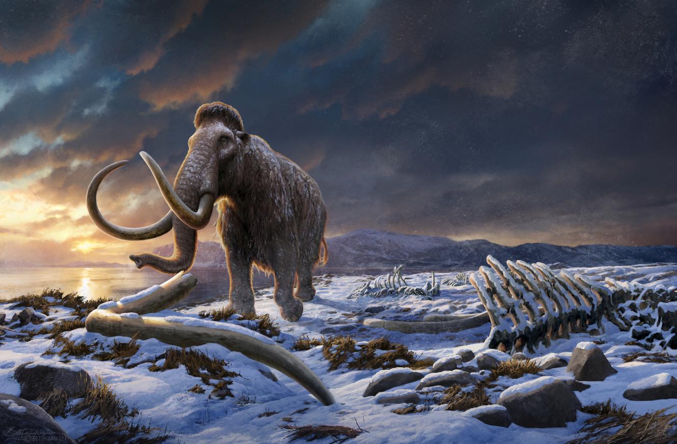 Woolly mammoth genome reconstructed in 3D from fossil chromosomes