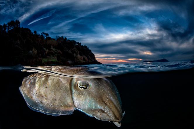 La seiche aussi peut avoir de faux souvenirs