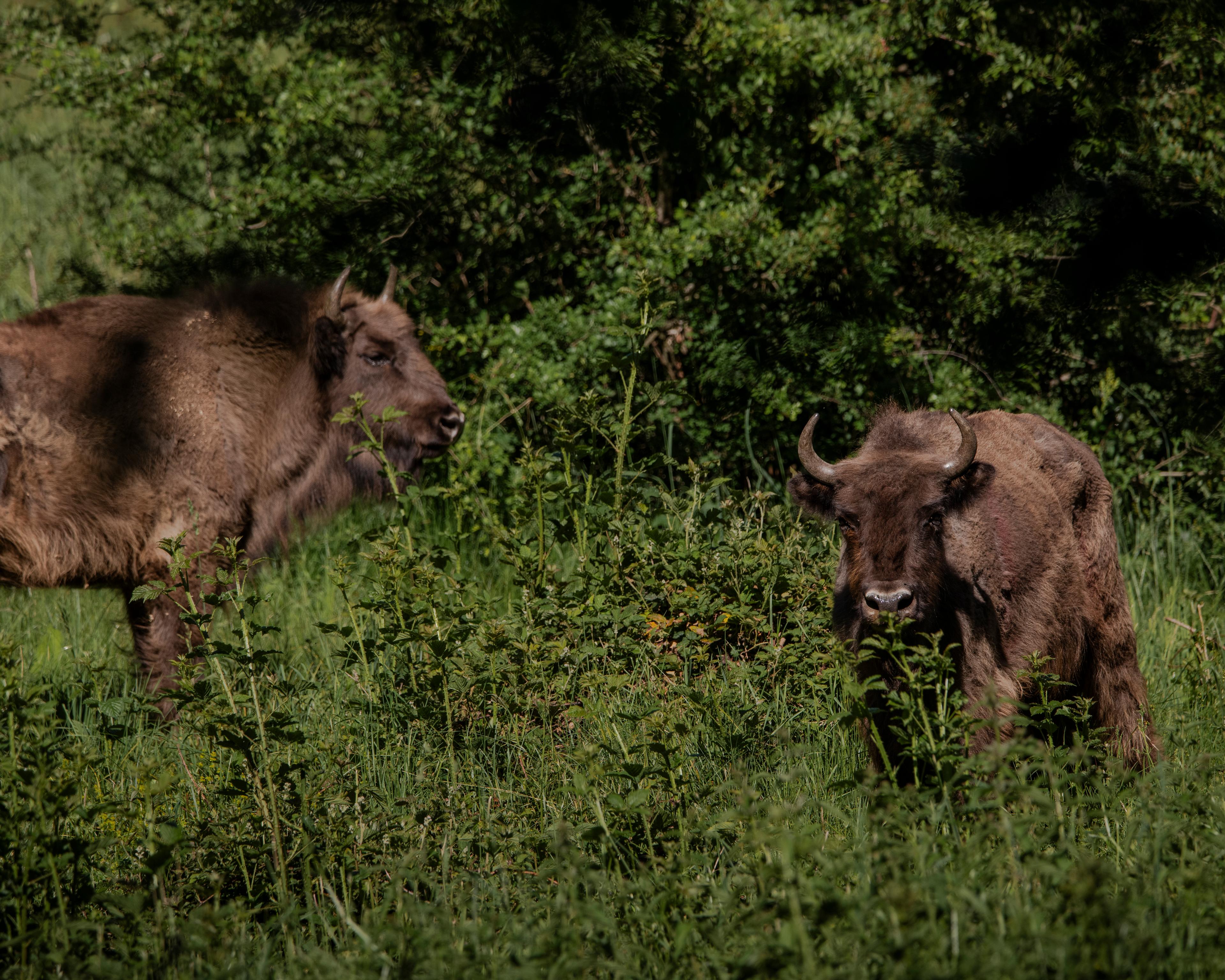 Bison are back in Europe, a century after they were driven to extinction
