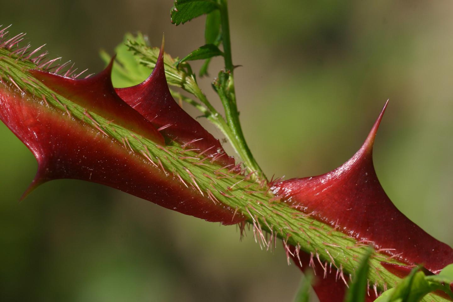 Pourquoi les roses n’ont pas d’épines