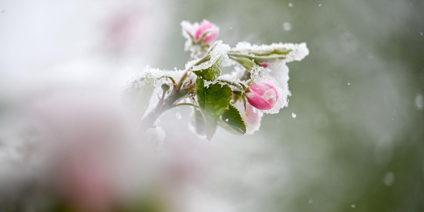 « Madelaine avant l’aube », de Sandrine Collette : le roman sorti deux ...