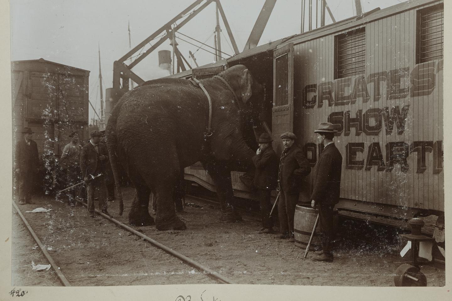 « La Tragique Histoire de Fritz l’éléphant », sur Arte : itinéraire d ...