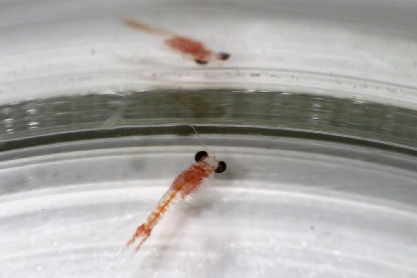 These tiny crustaceans can find their caves in the dark