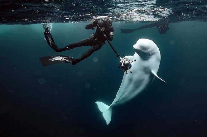 « #hvaldimir. La véritable histoire du béluga espion », sur Canal+ ...