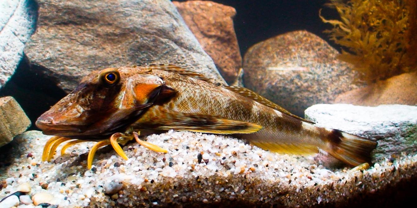 Fish With Legs And Wings