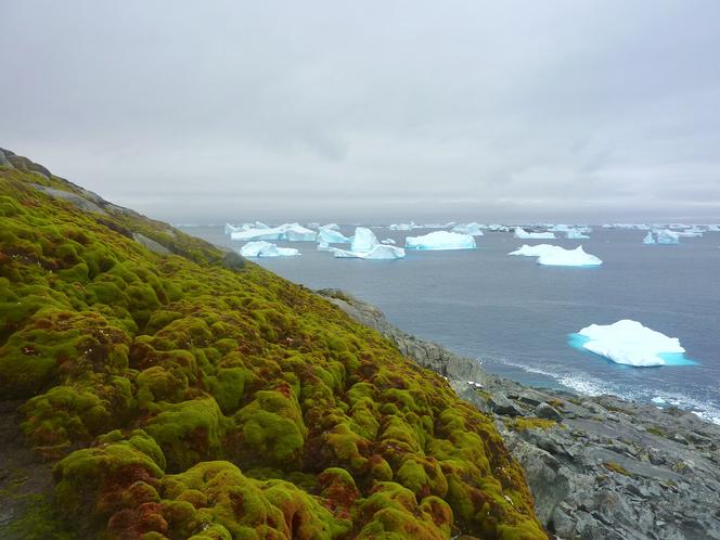 L’Antarctique verdit sous l’effet du réchauffement climatique