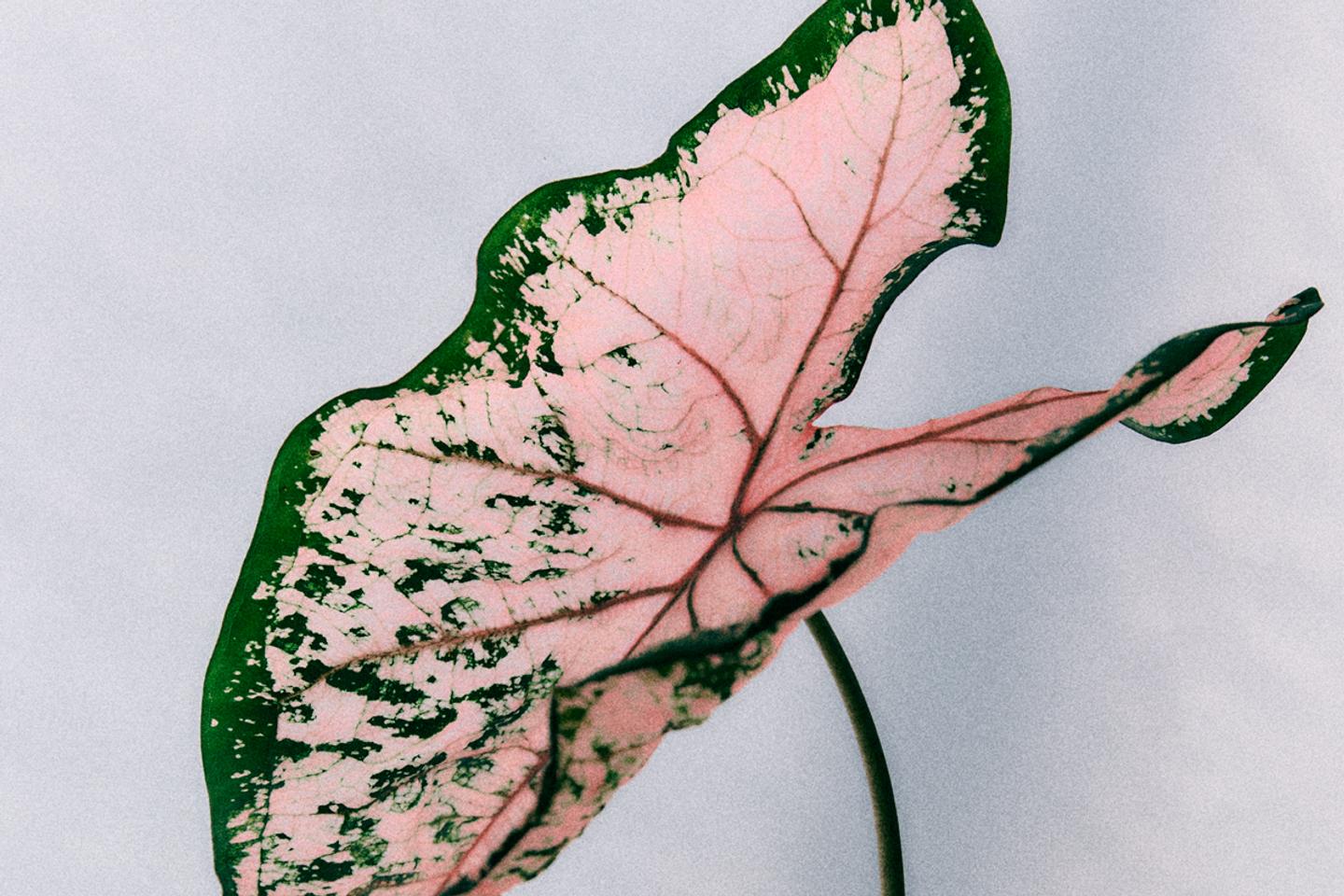 Caladium Pink Symphony, princesse de sève