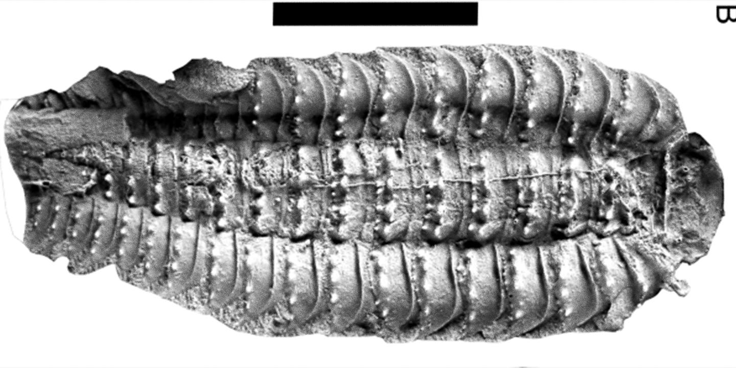 305 million years ago, a 2.6-meter-long centipede