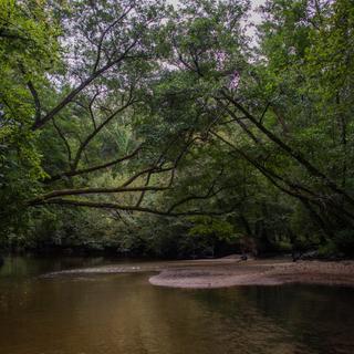 Les mystères de la forêt du Ciron, une hêtraie millénaire et menacée