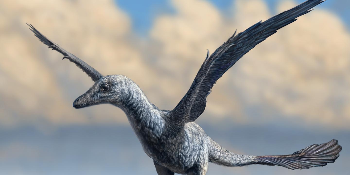 can a microraptor fly