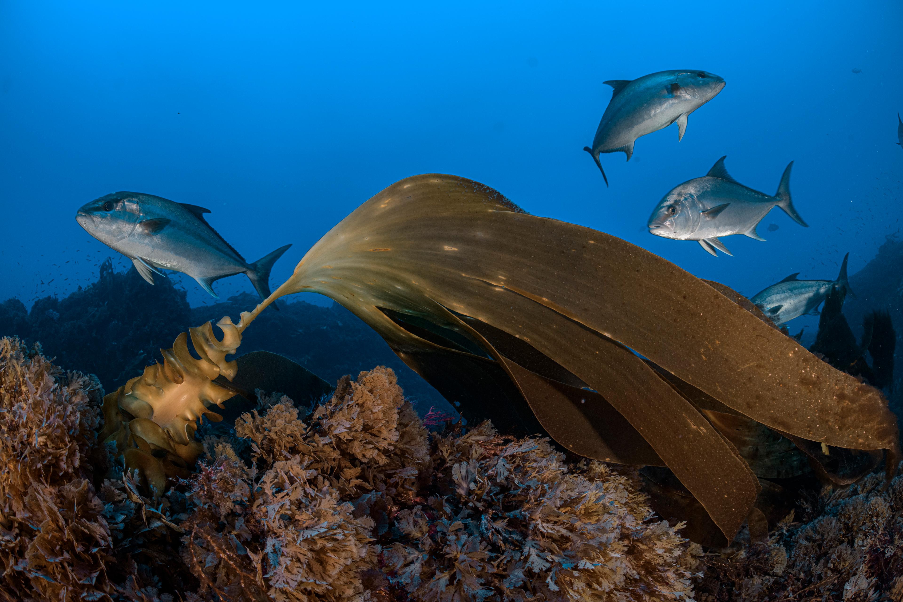 « Il pleut des poissons ! » : des scientifiques veulent protéger une ...
