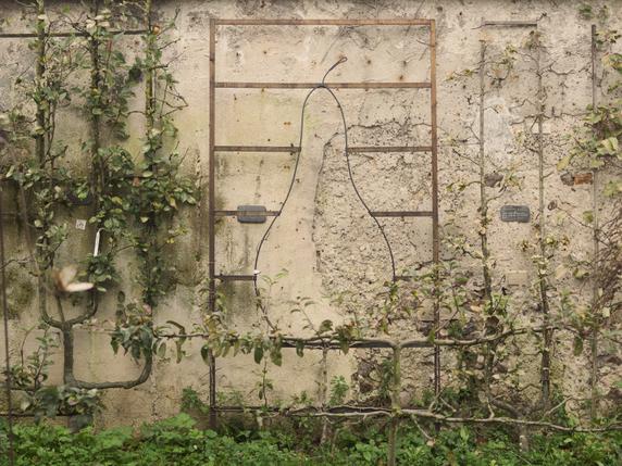 Les murs à pêches de Montreuil, des vergers dans la ville