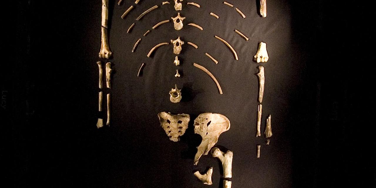 The debated legacy of Lucy, the most famous australopithecine
