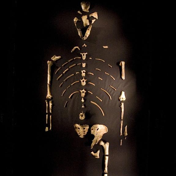 australopithecus lucy skeleton